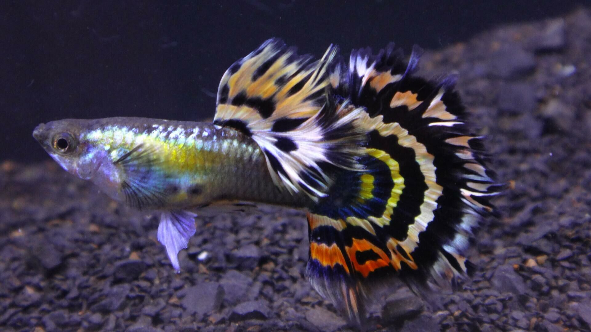 Saiba mais sobre: Guppy - Poytara