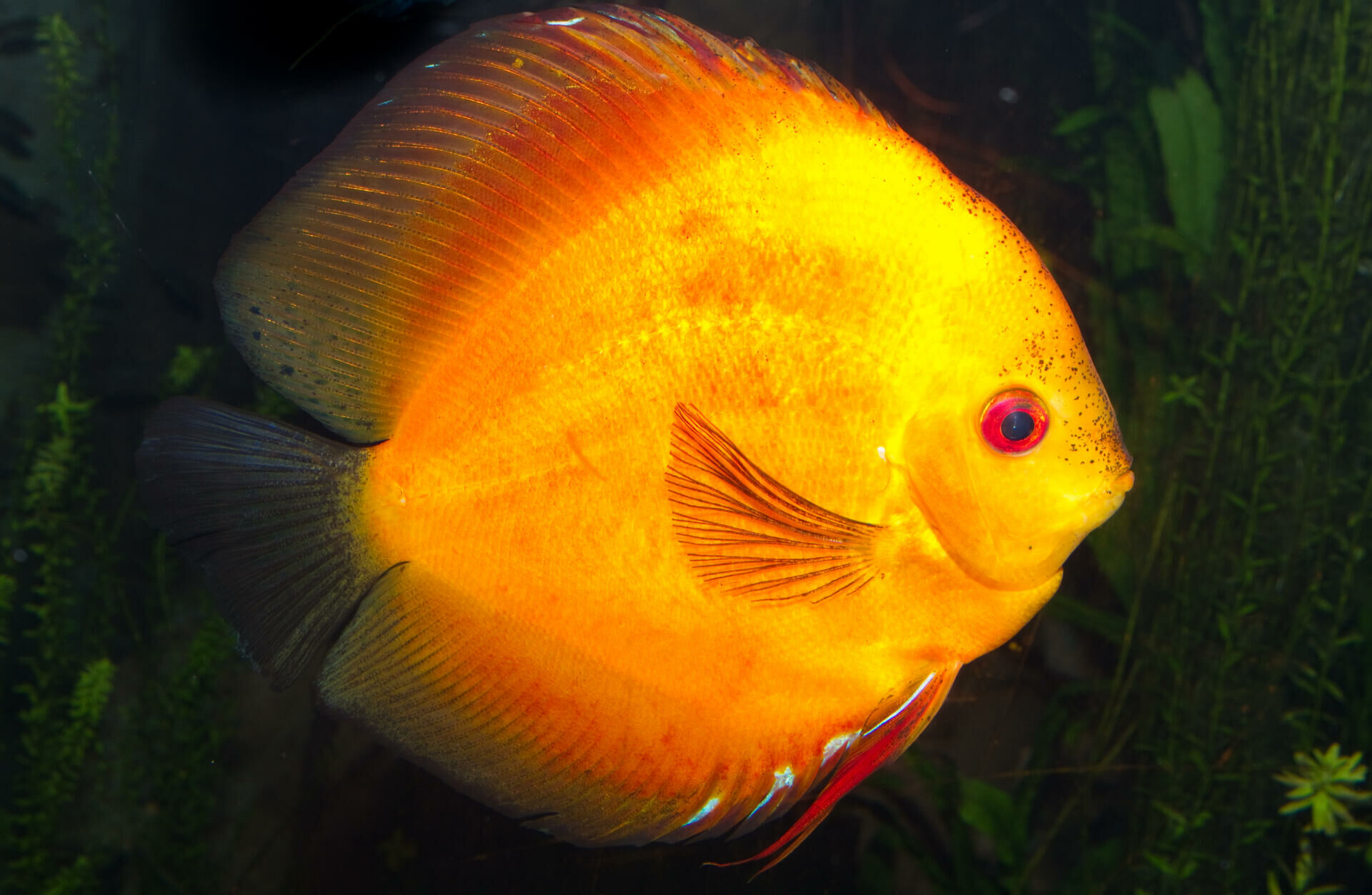 Saiba mais sobre: Acará Disco - Poytara