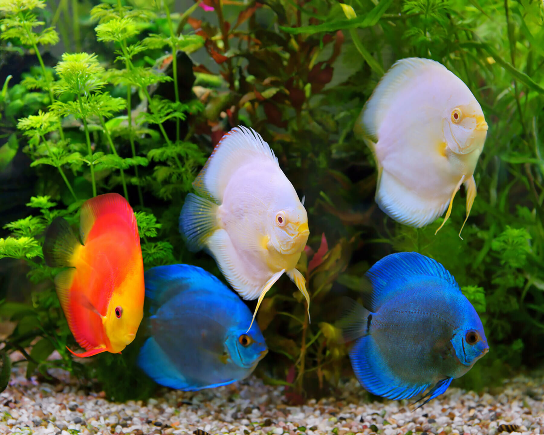 Saiba mais sobre: Acará Disco - Poytara