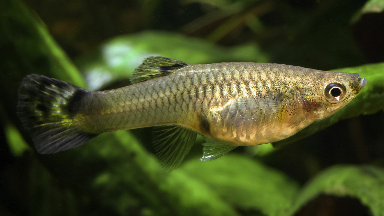 Saiba mais sobre: Guppy - Poytara