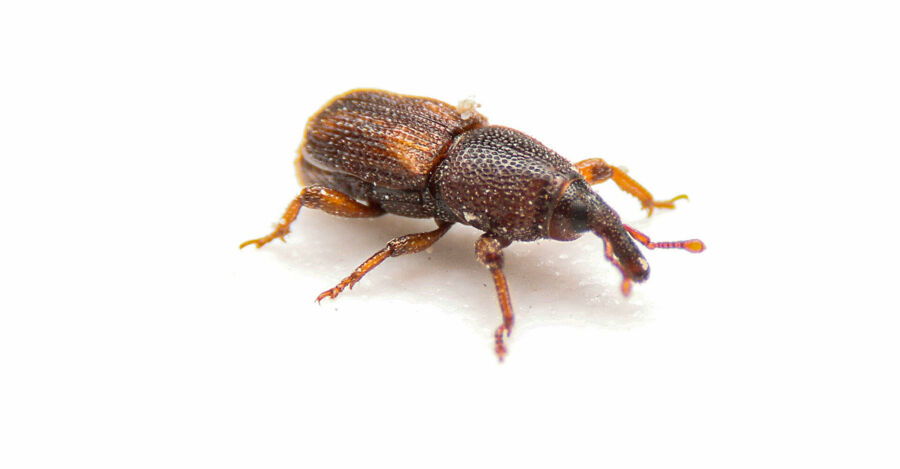 Conheça dicas para acabar definitivamente com os carunchos