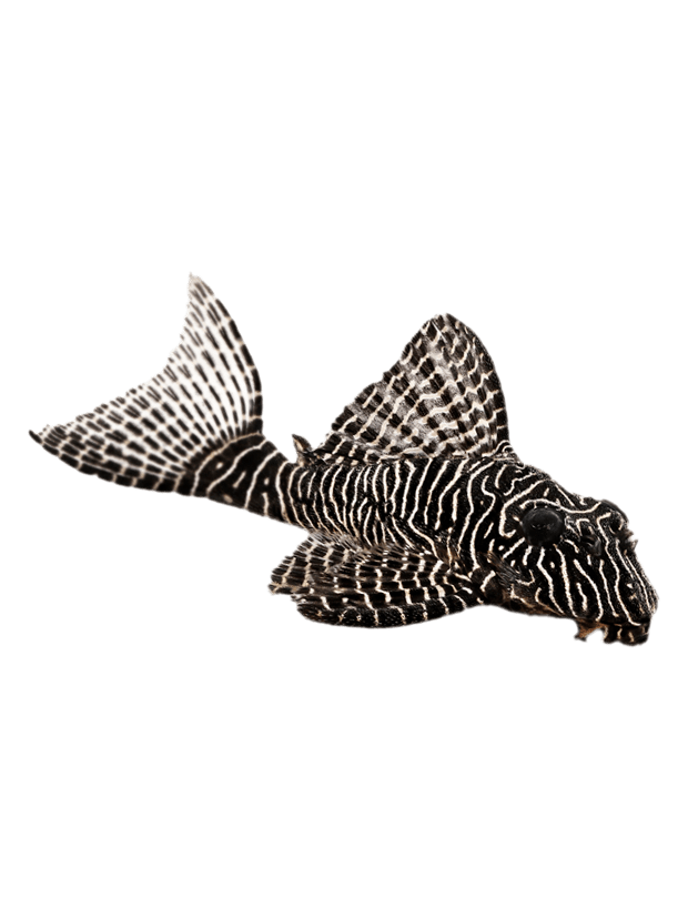 Saiba mais sobre: Cascudo - Poytara