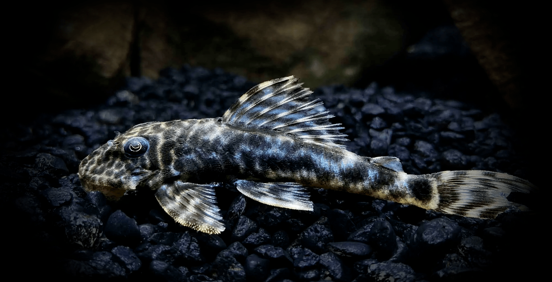 Saiba mais sobre: Cascudo - Poytara