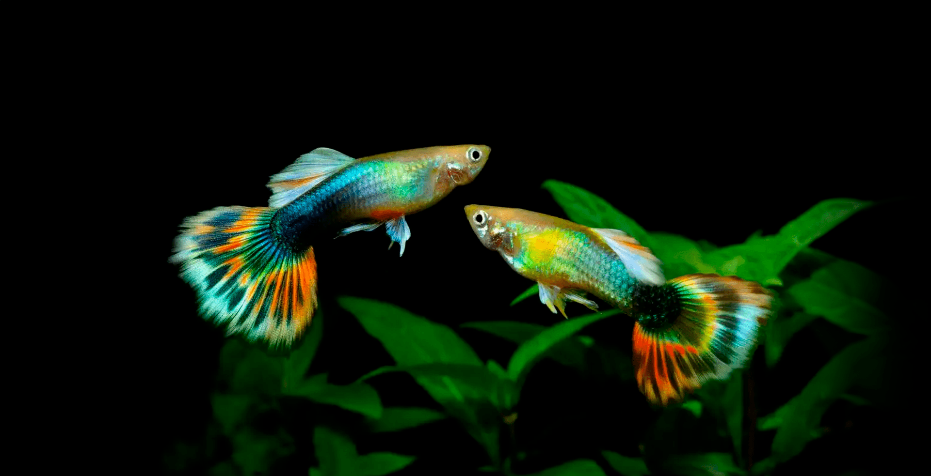 Saiba mais sobre: Guppy - Poytara