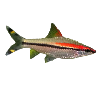 Saiba mais sobre: Mudskipper - Poytara