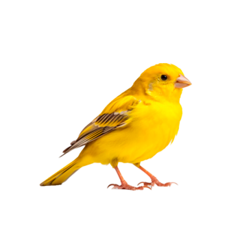 Saiba mais sobre: Mudskipper - Poytara