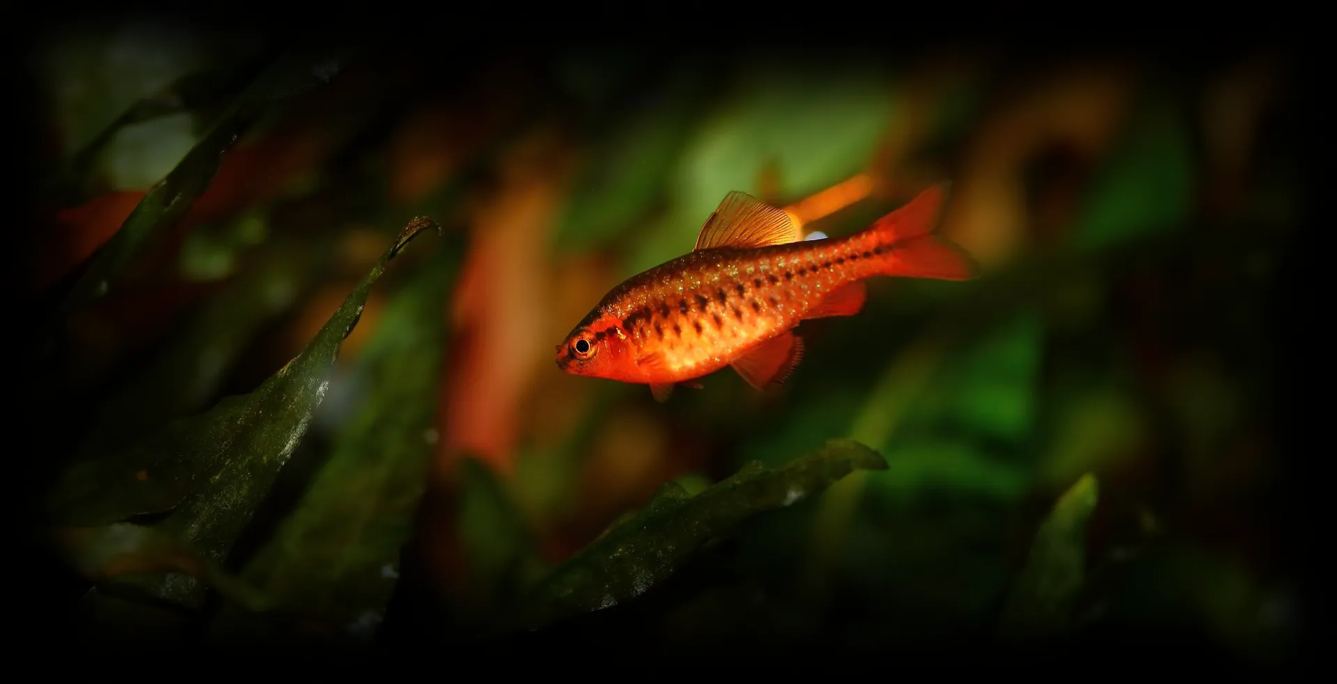 Saiba mais sobre: Barbo Cereja - Poytara